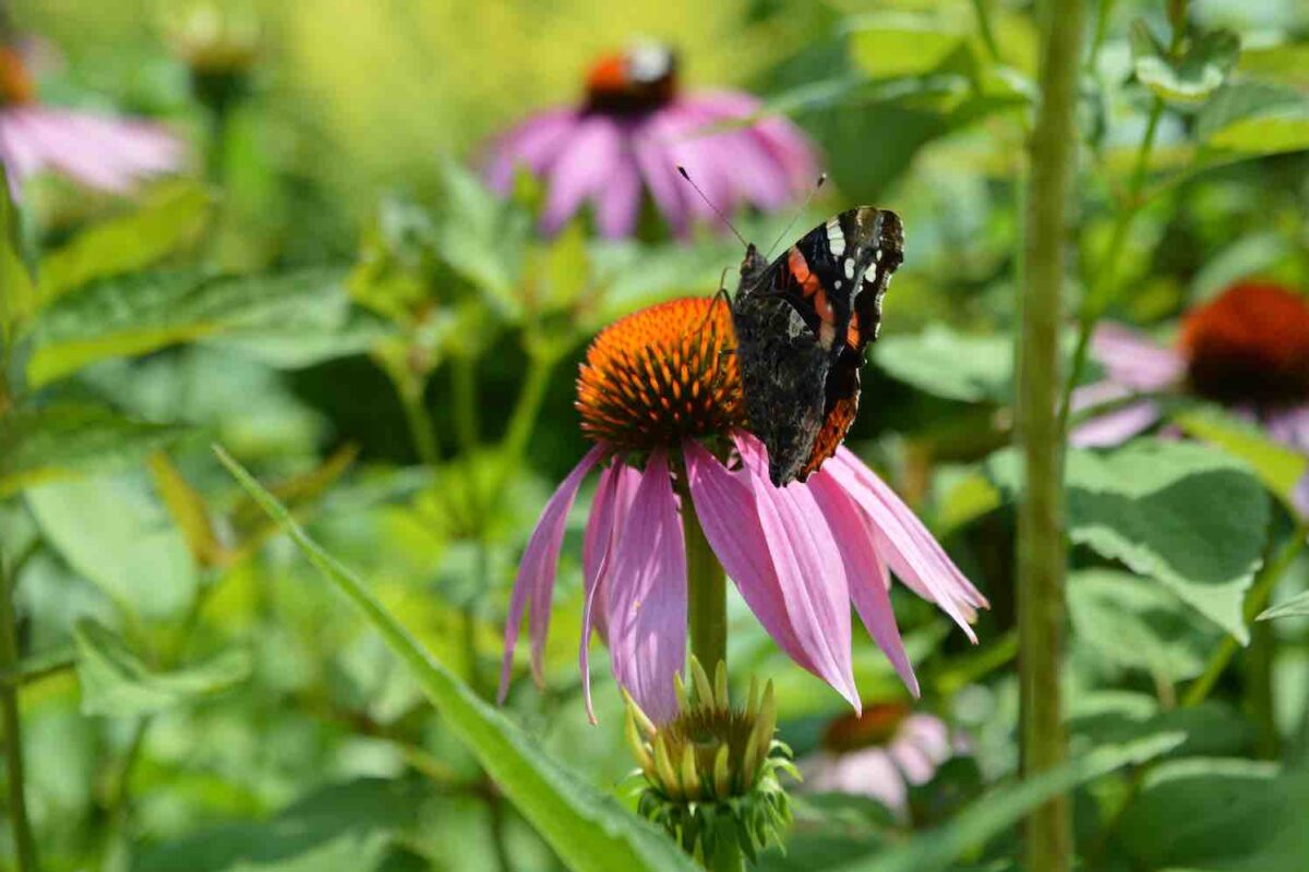 Leefomgeving opwaarderen met openbaar groen - GroenVandaag