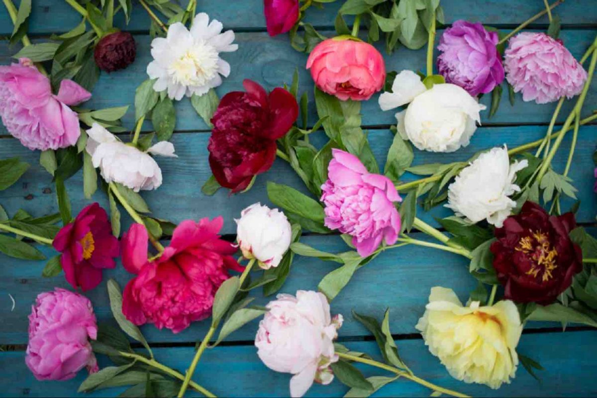 Fraaie pioenen: de oudjes voeren de pioenentop aan - GroenVandaag