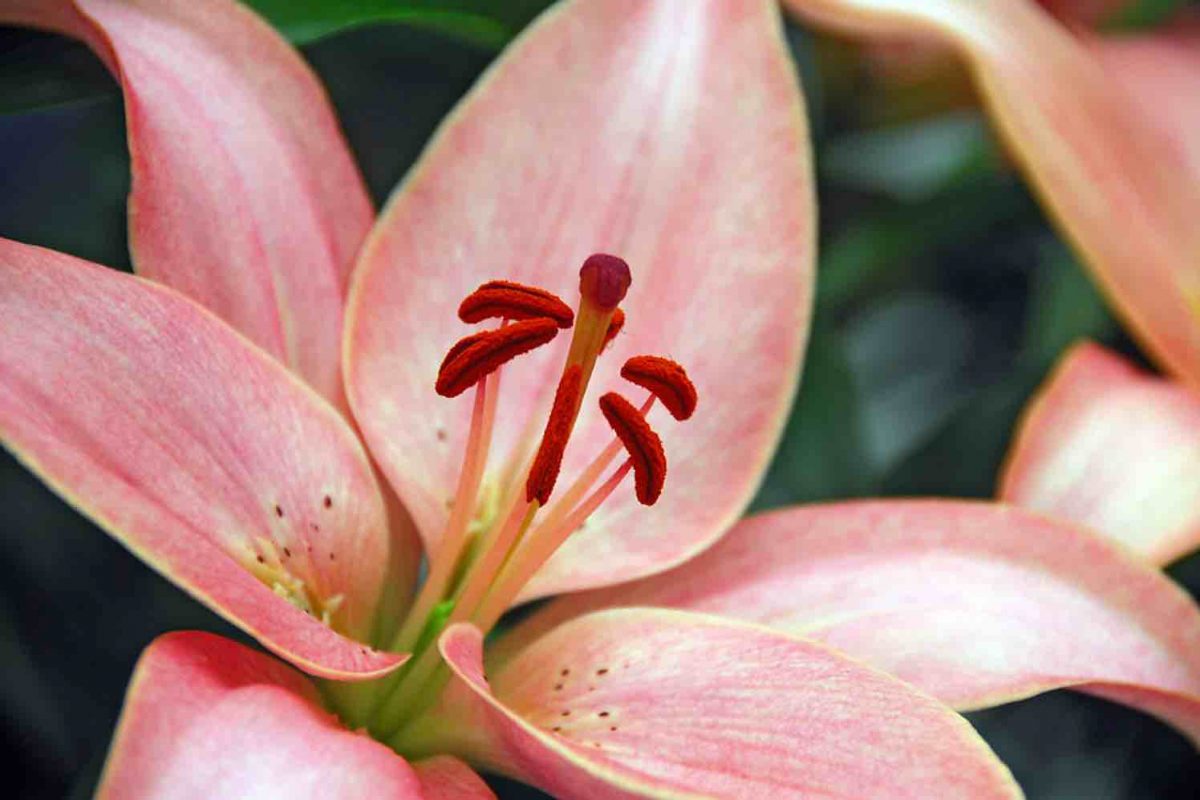 Lelies in de bloeiende tuin - GroenVandaag