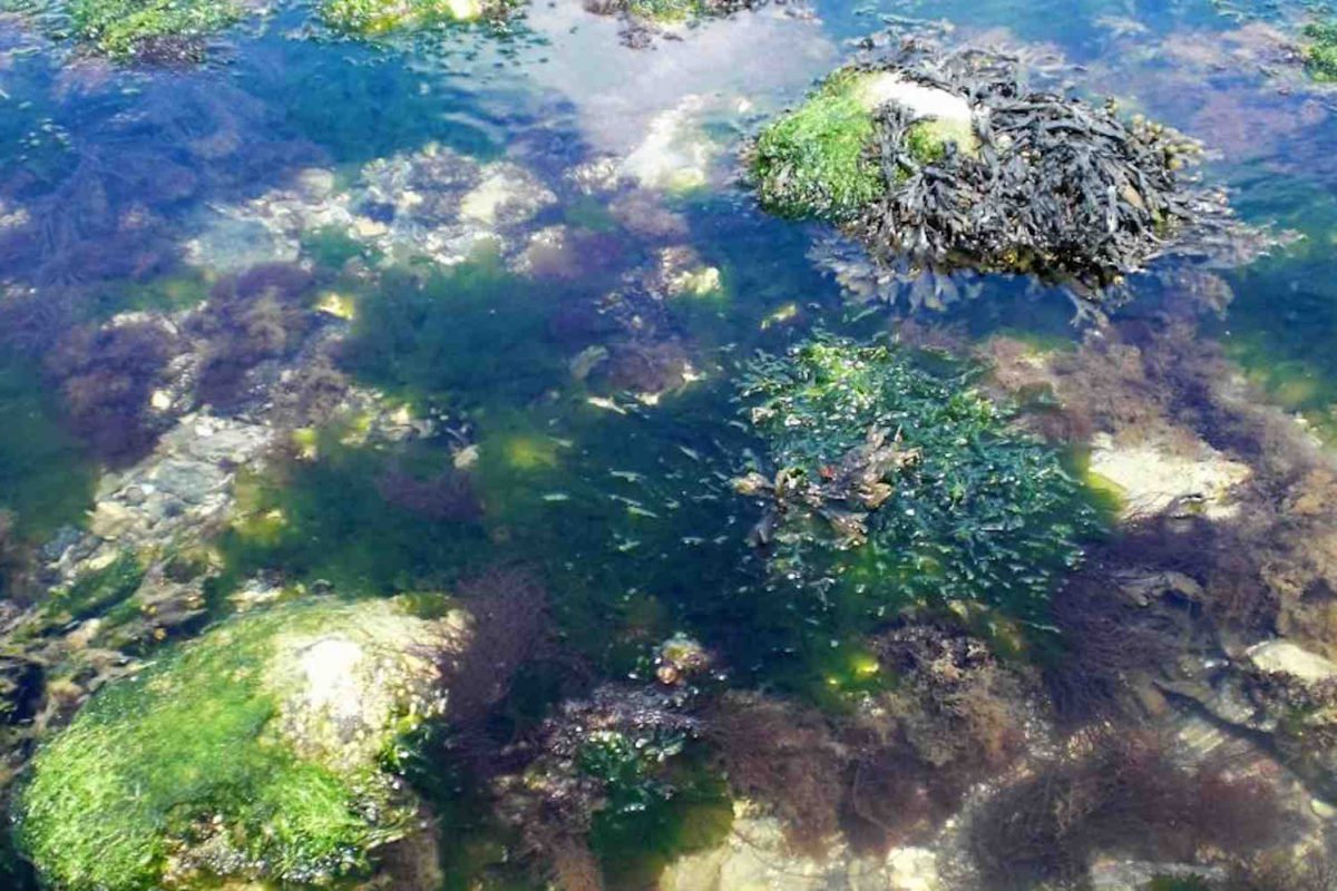 Serie Zeewier: Zeewier in de geschiedenis (3) - GroenVandaag