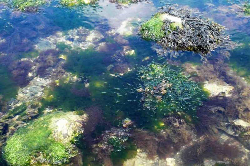 Serie Zeewier: Zeewier in de geschiedenis (3) - GroenVandaag