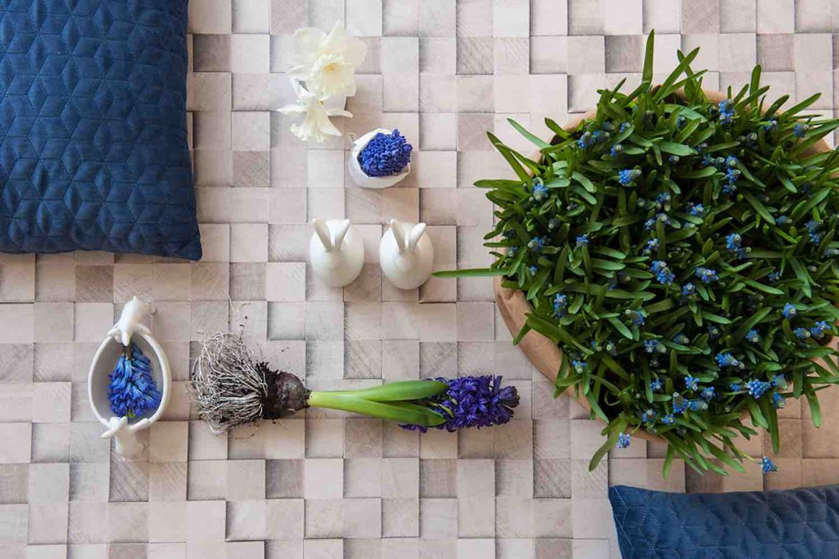 Verwelkom de lente met bollen op pot - GroenVandaag