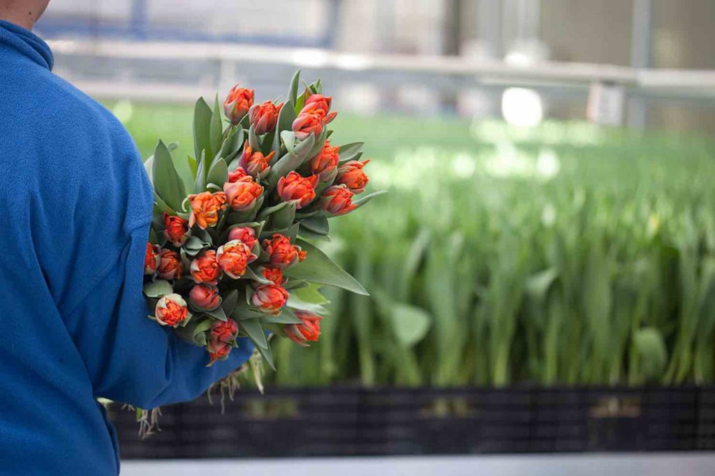 Tulp Monarch Parrot in de schijnwerpers - GroenVandaag