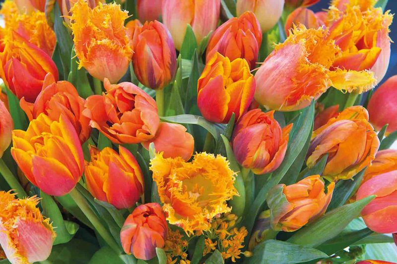 Tulp Monarch Parrot in de schijnwerpers - GroenVandaag