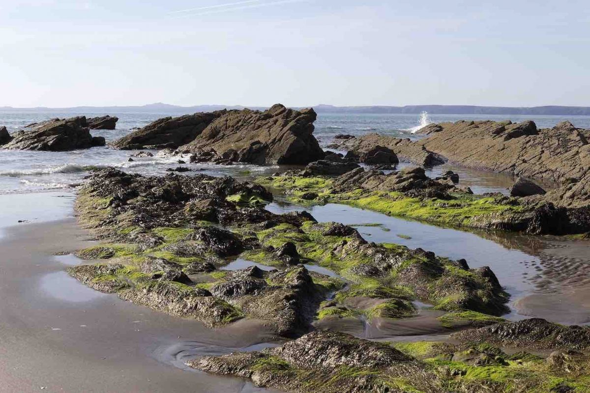 Serie Zeewier: zeewier als verzorgingsproduct - GroenVandaag