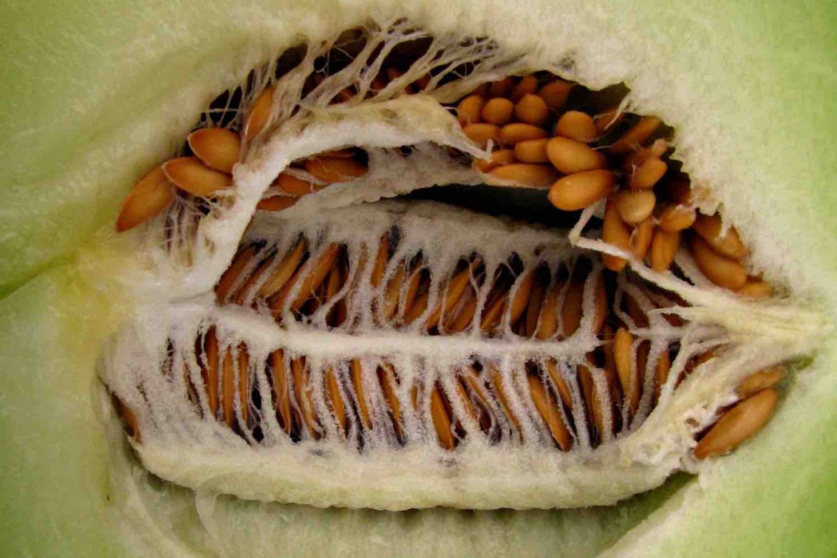 Honingmeloen helpt tegen stress - GroenVandaag