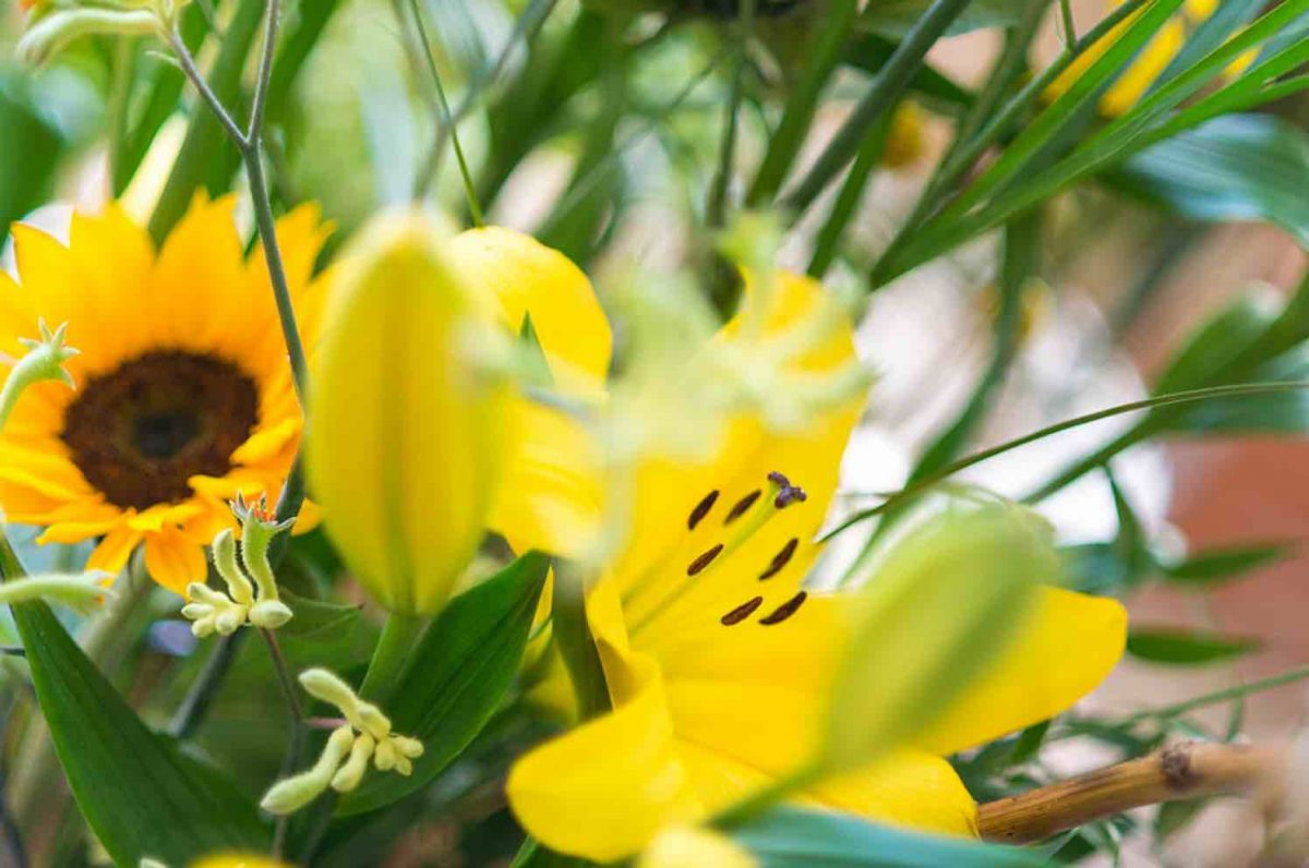 Zomerbloeiers: bollen, knollen en wortelstokken - GroenVandaag