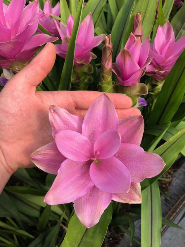 Curcuma, in de schijnwerpers - GroenVandaag