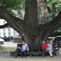 Top 10 bomen Noord-Brabant - GroenVandaag