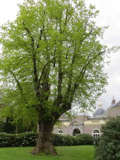 Monumentale bomen in kaart gebracht - GroenVandaag