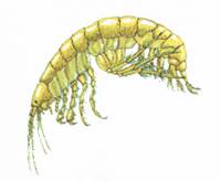 Bij slootjesdagen bootsmannetje meest geteld - GroenVandaag