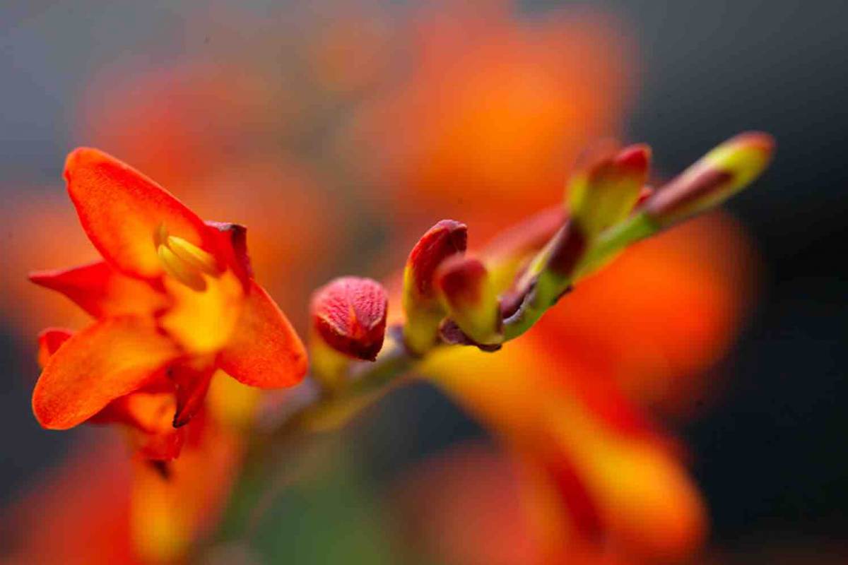 9 vurig gekleurde borderplanten - GroenVandaag