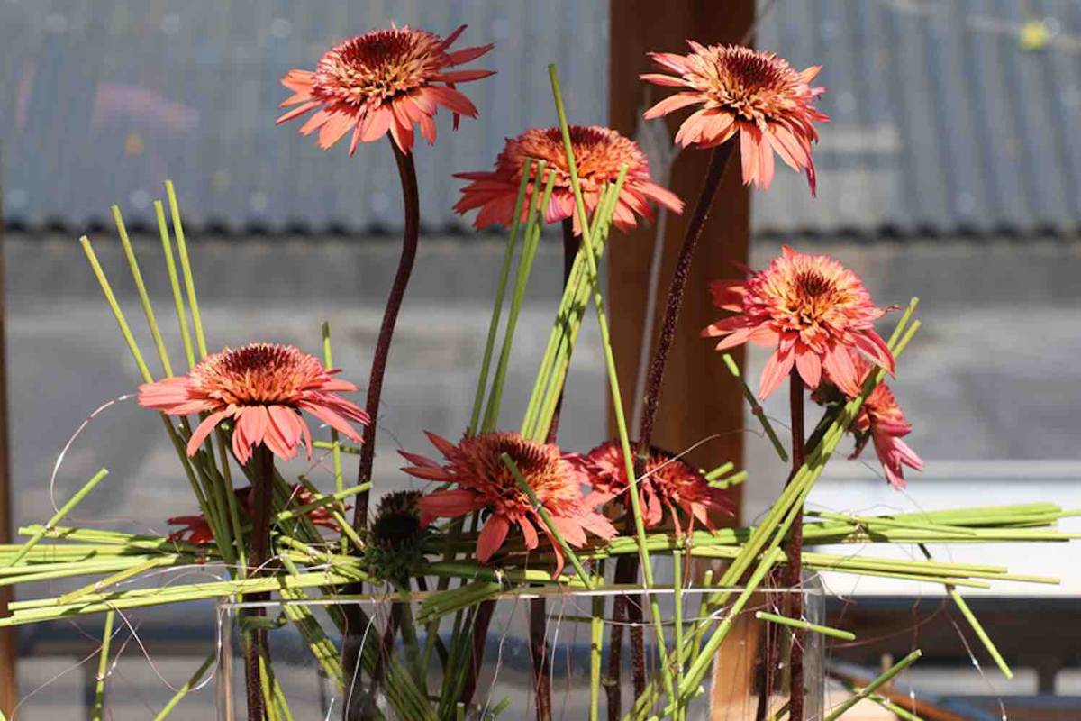 Echinacea Raspberry Truffle, in de schijnwerpers - GroenVandaag
