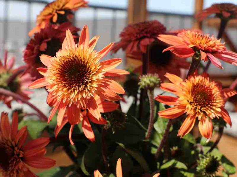 Echinacea Raspberry Truffle, in de schijnwerpers - GroenVandaag