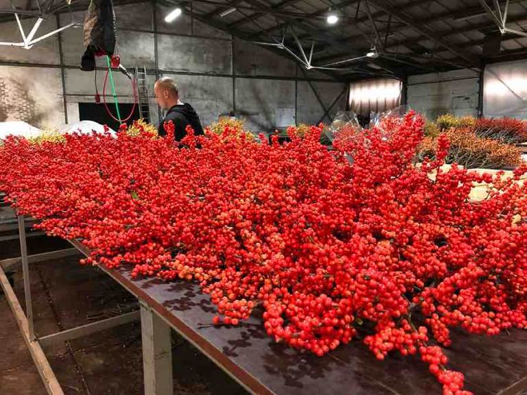 Ilex verticillata Oudijk's Orange, in de schijnwerpers - GroenVandaag
