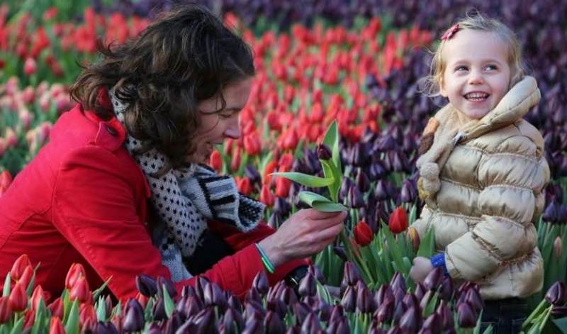 Tulp Prinses Amalia Catharina schittert op Tulpendag - GroenVandaag