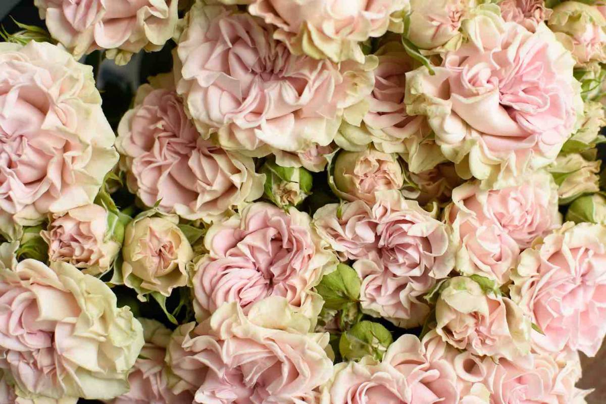 Huwelijksrozen van VOORN Spray Roses - GroenVandaag