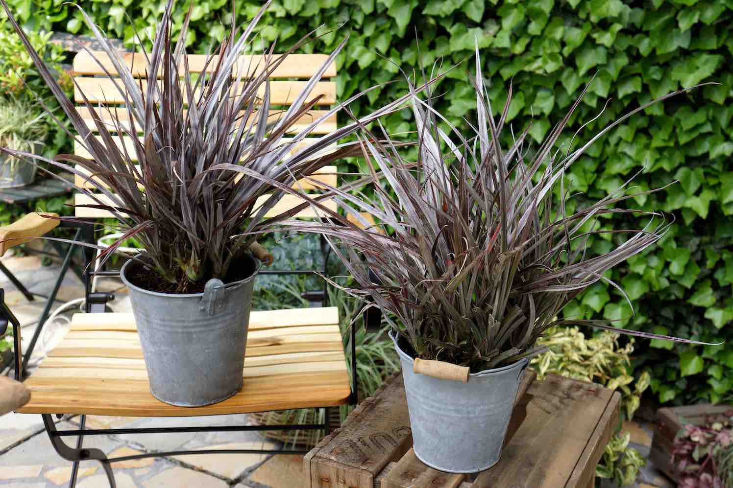 10 nieuwigheden met bijzondere bloem- en bladkleur - GroenVandaag