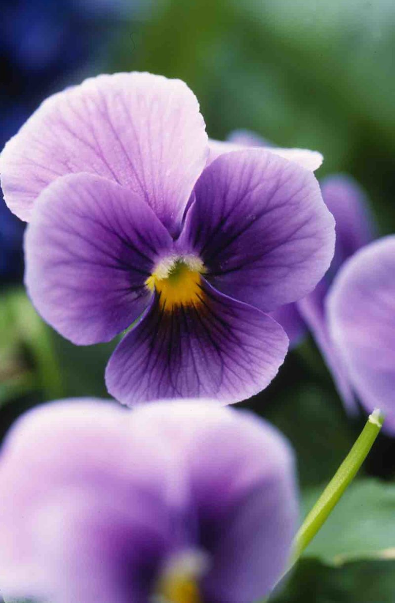 Viooltjes, want het is weer voorjaar - GroenVandaag