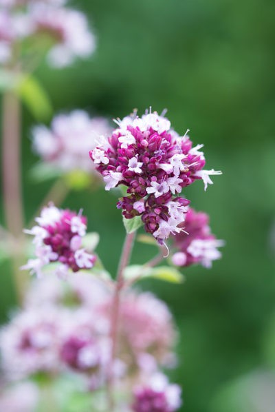12 bloeiende vaste tuinplanten voor alle maanden kleur - GroenVandaag