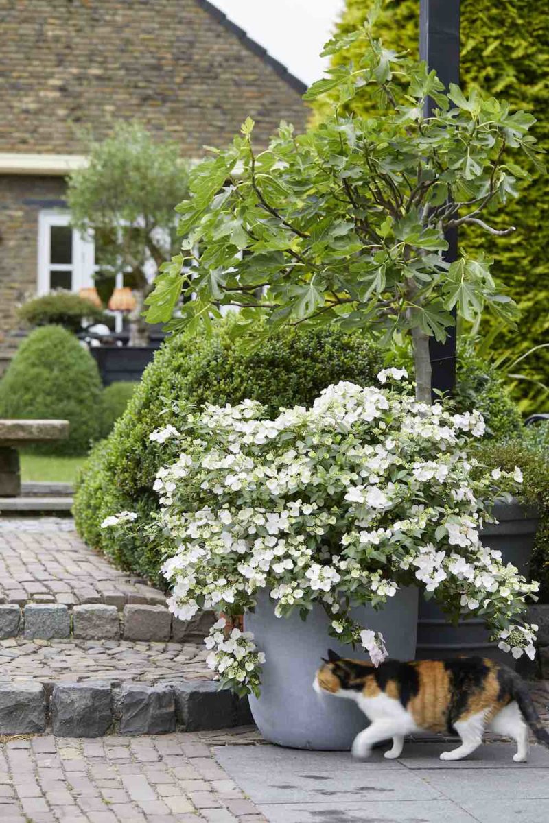 Hortensia Runaway Bride, een nieuwe hydrangea - GroenVandaag