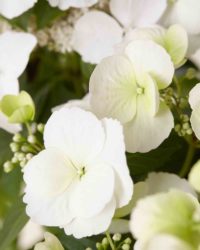 Hortensia Runaway Bride, een nieuwe hydrangea - GroenVandaag