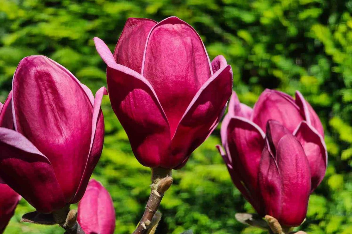 Magnolia Genie wint gouden KVBC-award - GroenVandaag