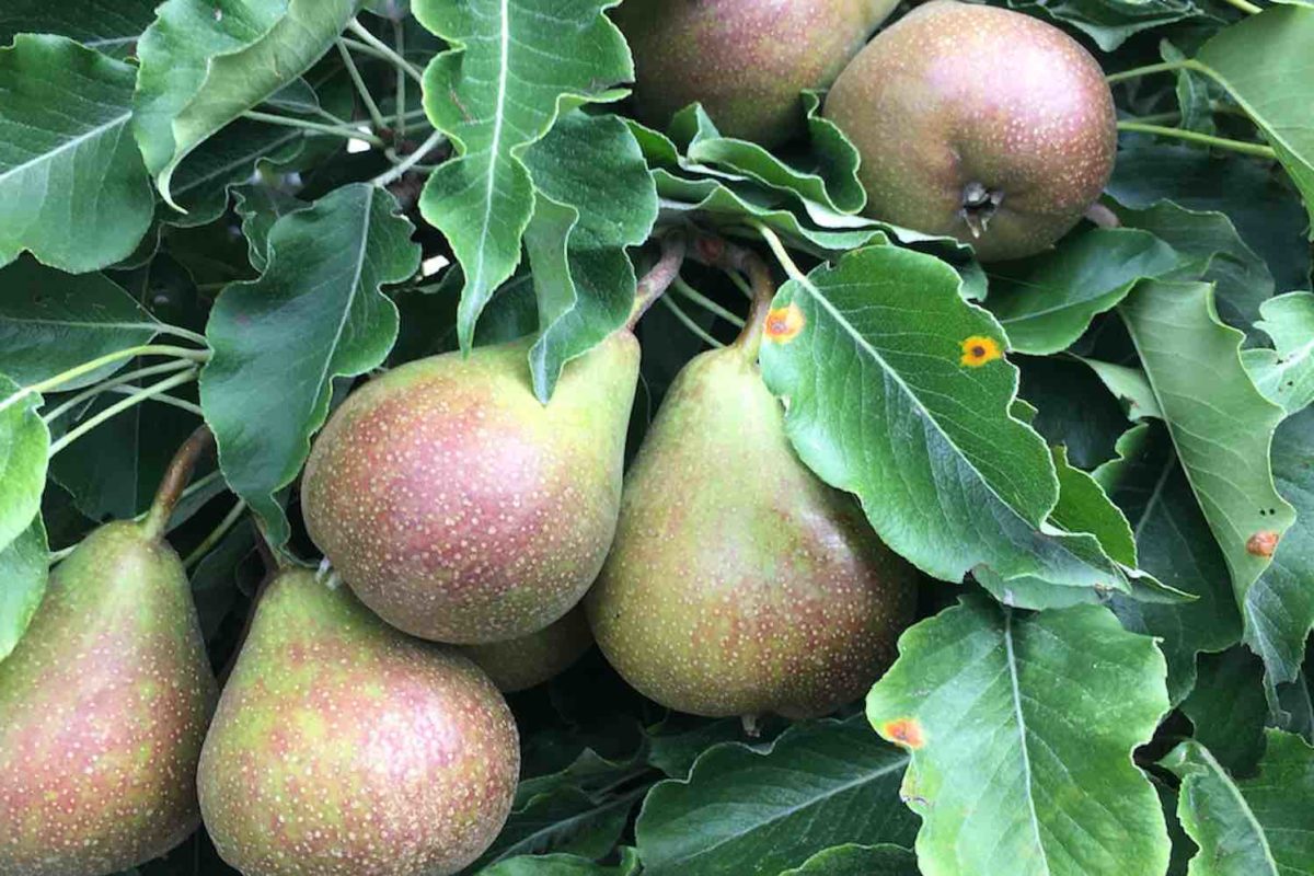 Heerlijk COMPACT-FRUIT, het plezier van een eigen fruitboompje ...