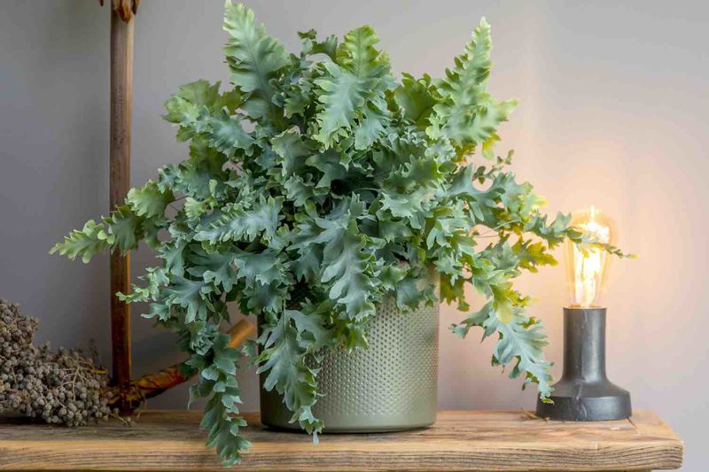 Phlebodium Davana verrijkt Air So Pure assortiment - GroenVandaag