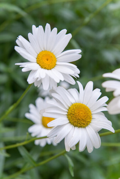 Margrieten zijn pareltjes in de zomerborder - GroenVandaag