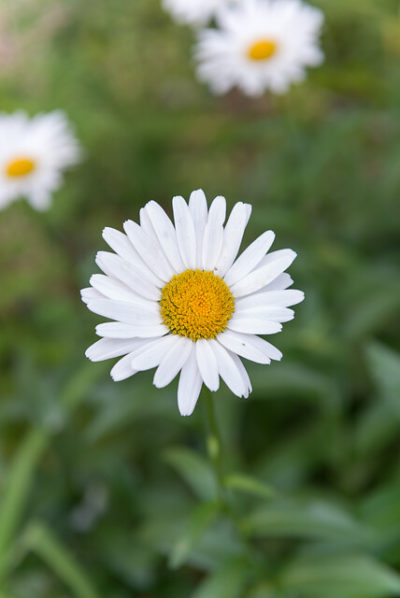 Margrieten zijn pareltjes in de zomerborder - GroenVandaag