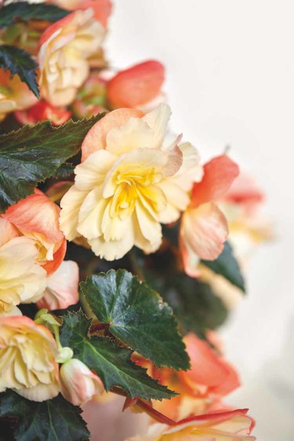 Begonia I CONIA Aroma Peach wint FleuroStar Award - GroenVandaag