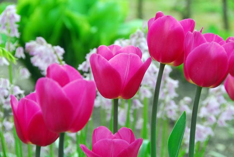 Triumph Tulp is Bloembol van het Jaar 2021 - GroenVandaag