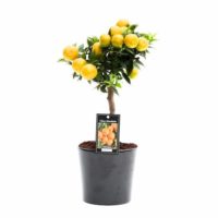 De top 5 citroenplanten voor je terras of balkon - GroenVandaag