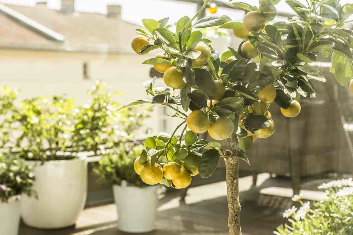 De top 5 citroenplanten voor je terras of balkon - GroenVandaag