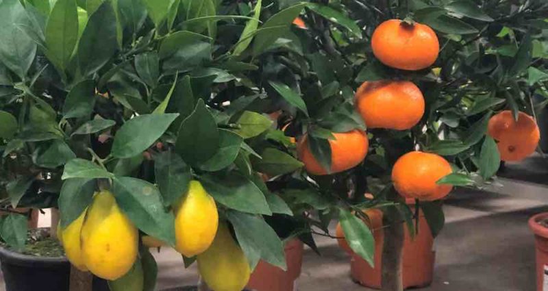 De top 5 citroenplanten voor je terras of balkon - GroenVandaag
