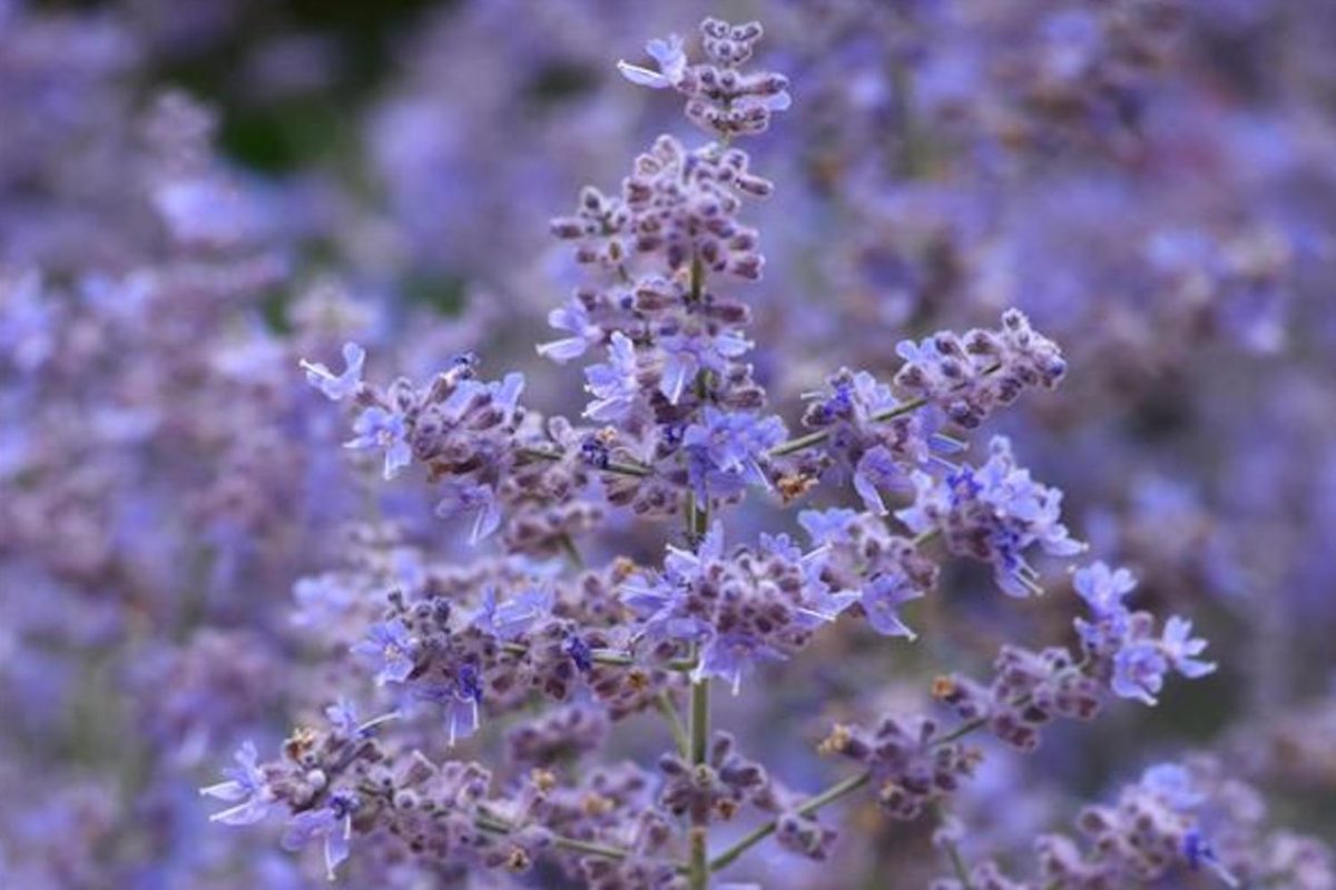 Perovskia Bluesette, een nieuwe blues is geboren - GroenVandaag