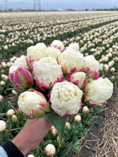 Exclusieve tulpen en narcissen - GroenVandaag Exclusieve tulpen en narcissen - GroenVandaag