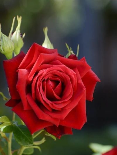 De verschillende rozen kleuren en hun betekenis - GroenVandaag