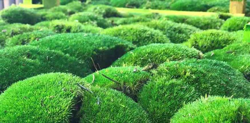 Groene muur in huis: maak je eigen moswand - GroenVandaag