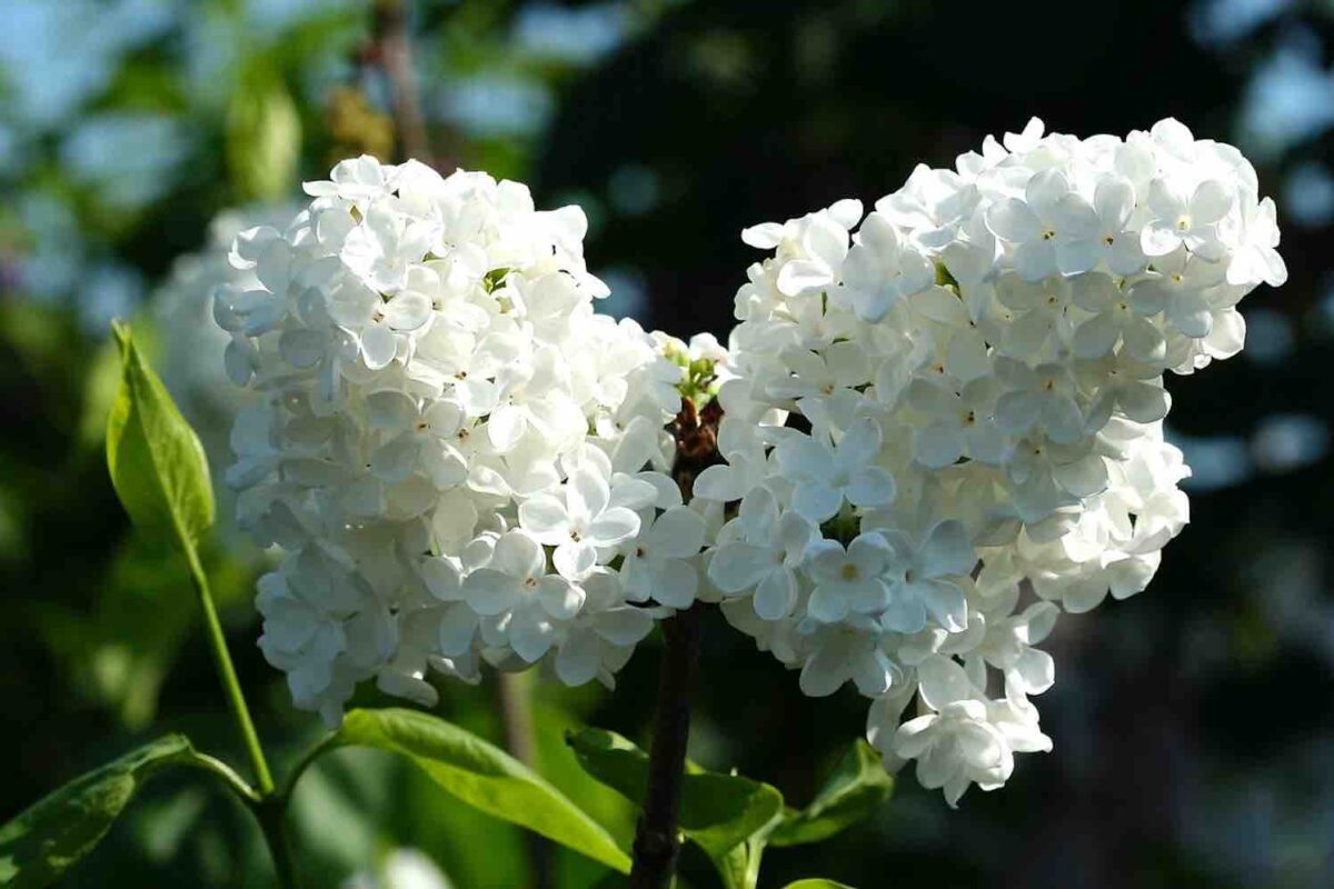 Aalsmeer viert Jaar van de Sering - GroenVandaag