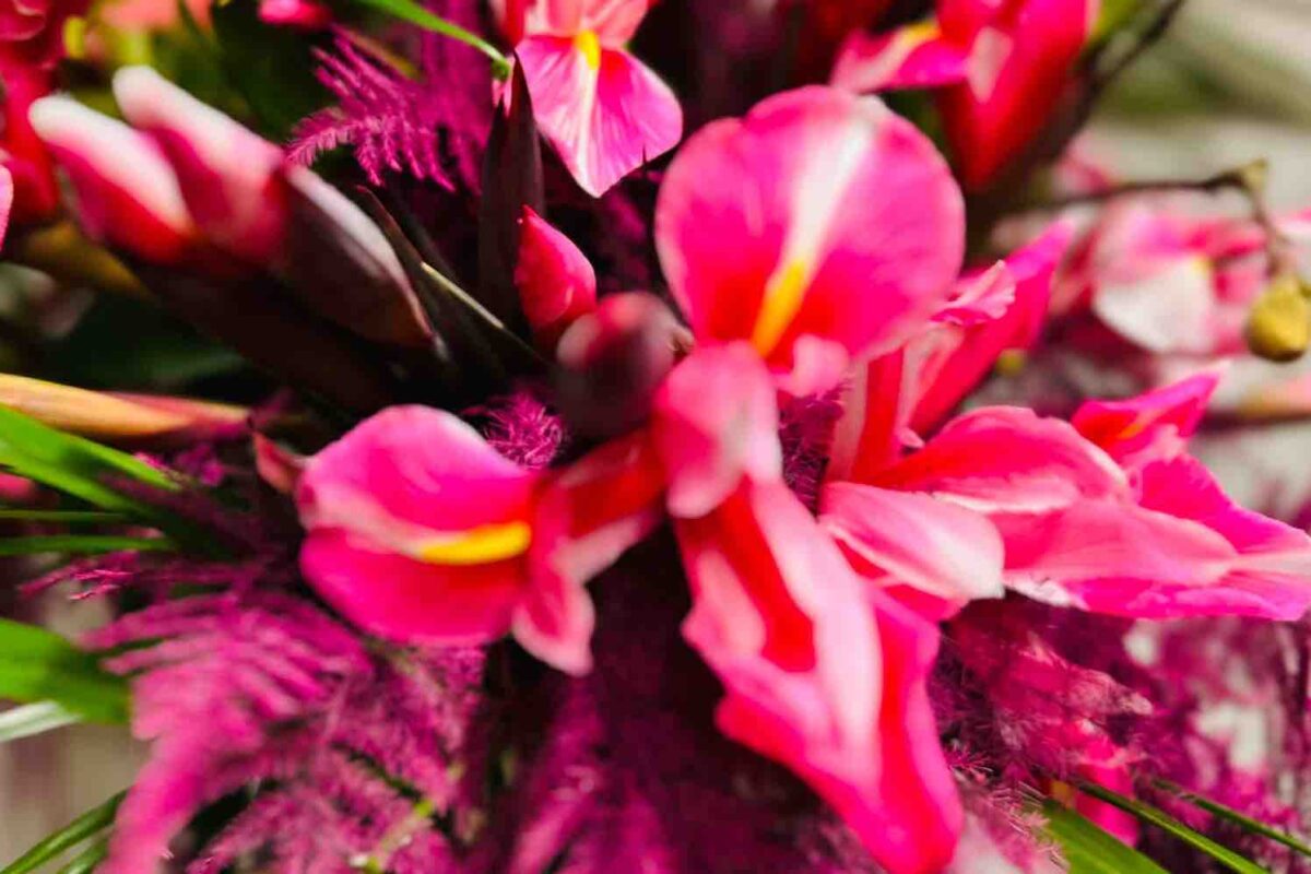 Rode Iris, dé verrassing van Valentijn - GroenVandaag