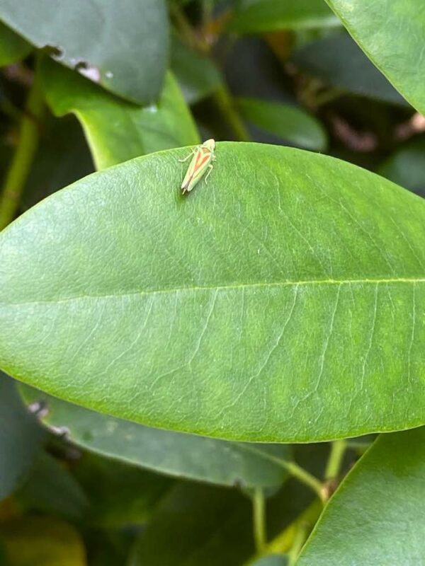 Help, er zitten beestjes op mijn rhododendron! - GroenVandaag