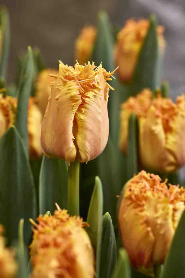 First Lady Jill Biden doopt eigen tulp - GroenVandaag