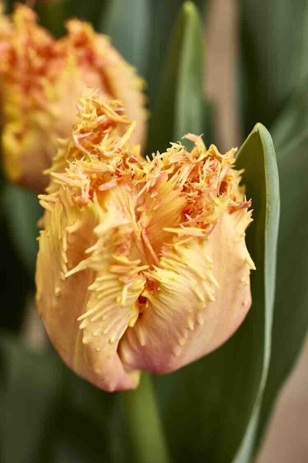 First Lady Jill Biden doopt eigen tulp - GroenVandaag