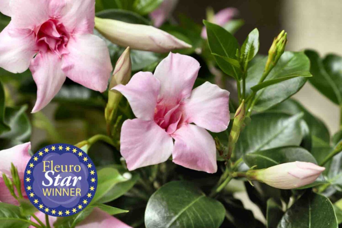 Sundaville Double Blush Pink is winnaar - GroenVandaag