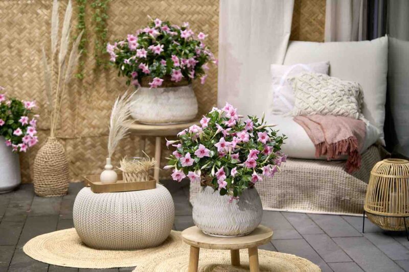 Sundaville Double Blush Pink is winnaar - GroenVandaag