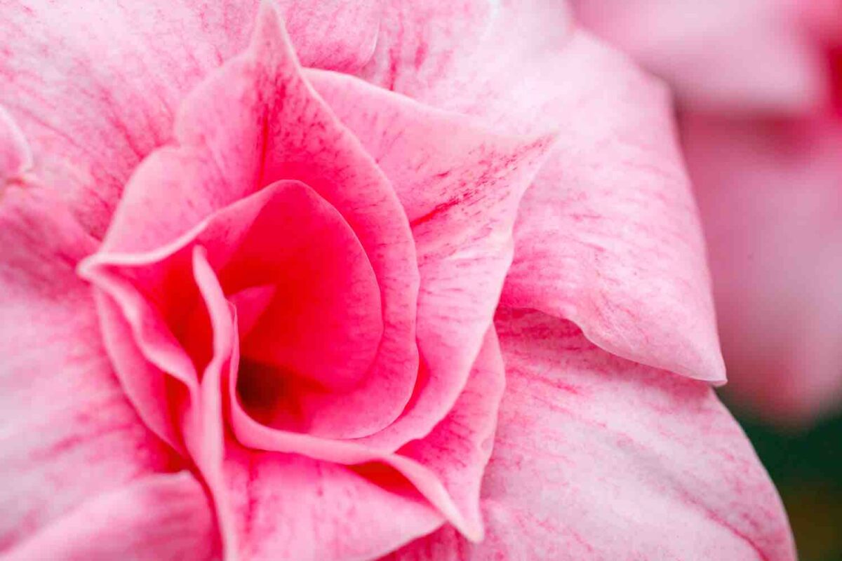 Sundaville Double Blush Pink is winnaar - GroenVandaag