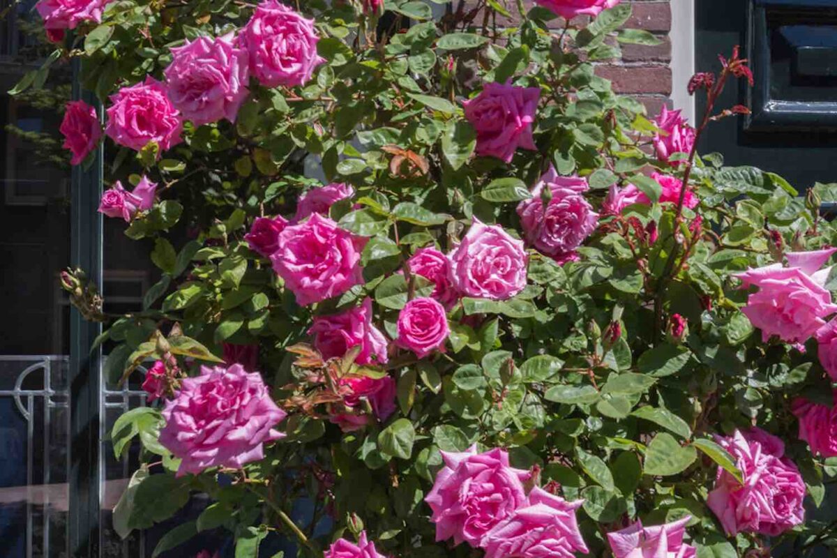 Rozen voor een beter klimaat en biodiversiteit - GroenVandaag