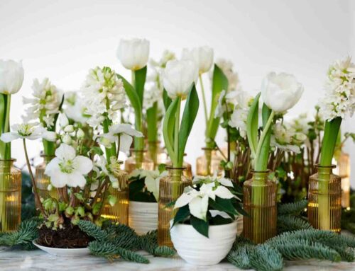 Fred’s choice: de wondermooie Kerstroos - GroenVandaag